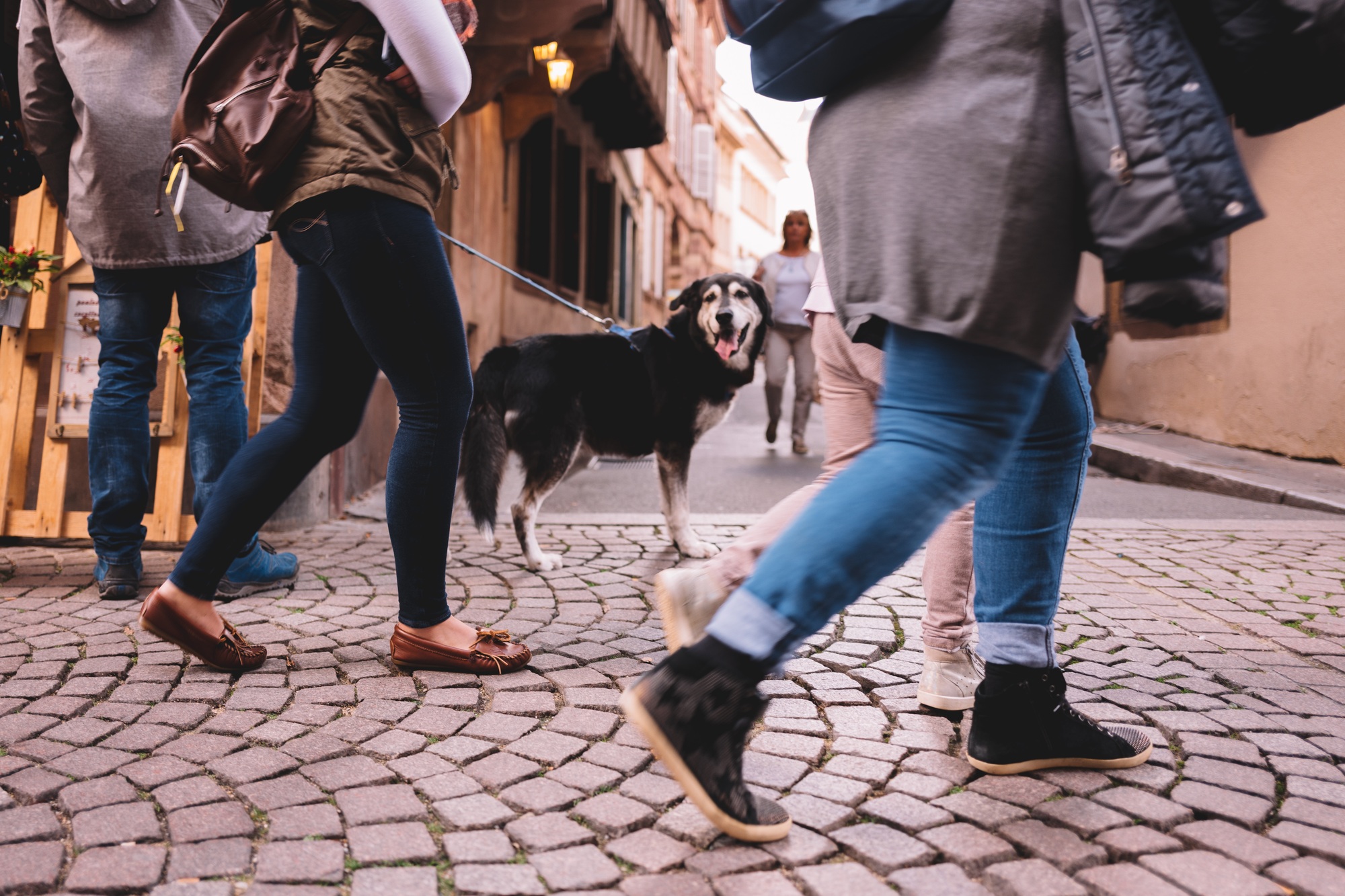 What Determines Owner Liability Dog Bite Incidents?