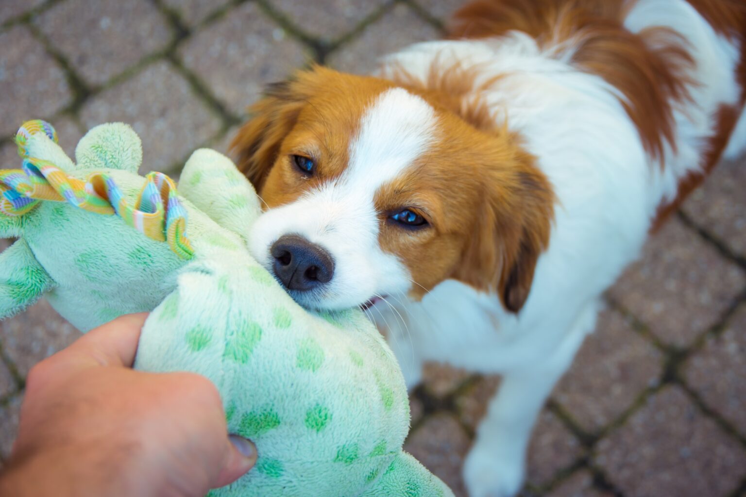 Do I Have to Report If My Dog Bites Me? Guide for Pet Owners
